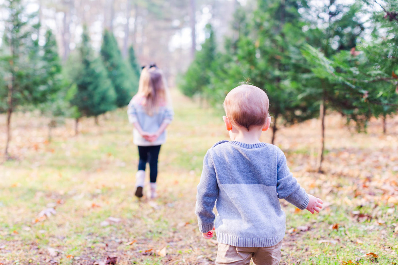 Chattanooga Christmas Tree Farm Mini Sessions 2022 - ellebeaphotography.com