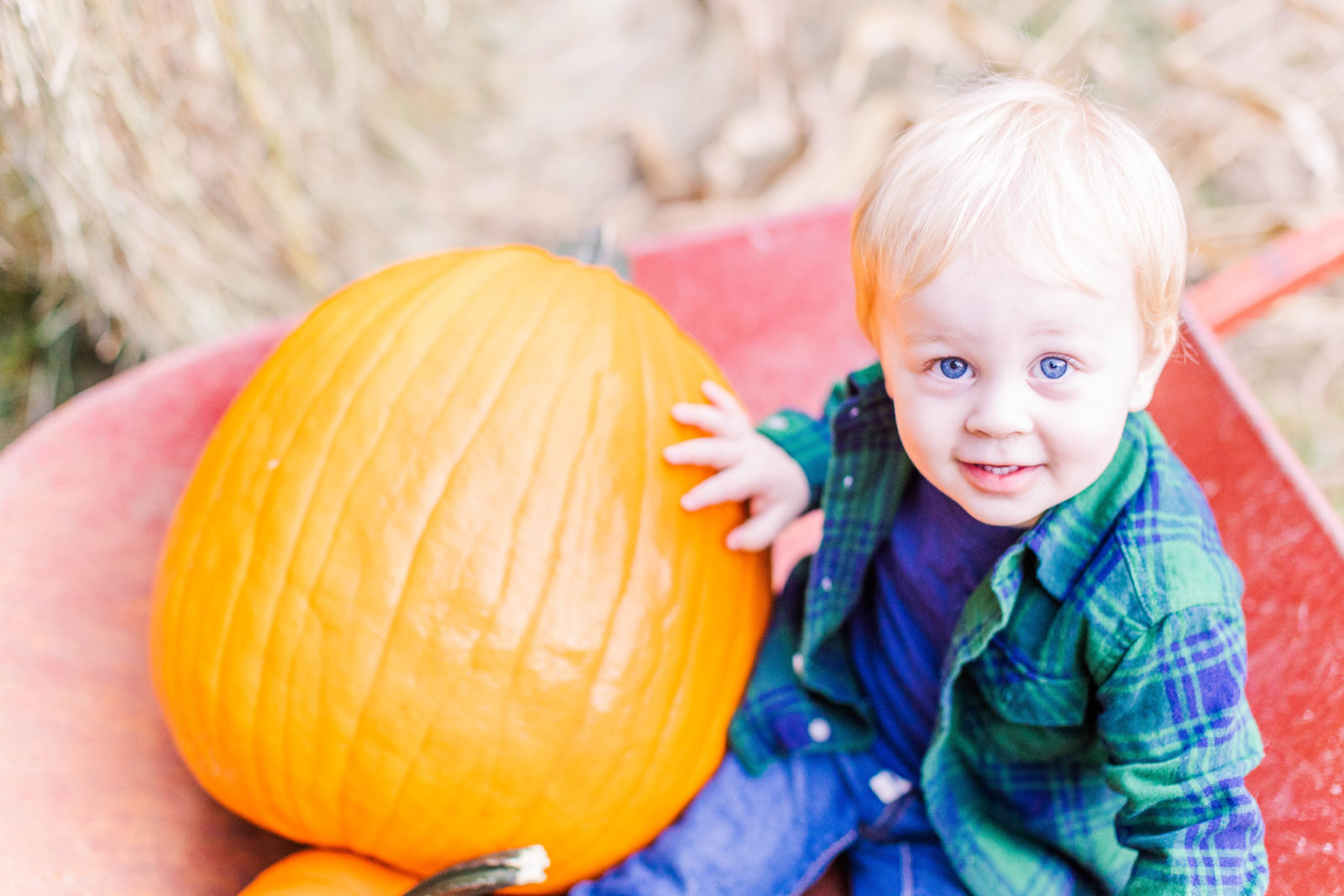Fall Farm Mini Sessions | Chattanooga Farm Mini Sessions ...