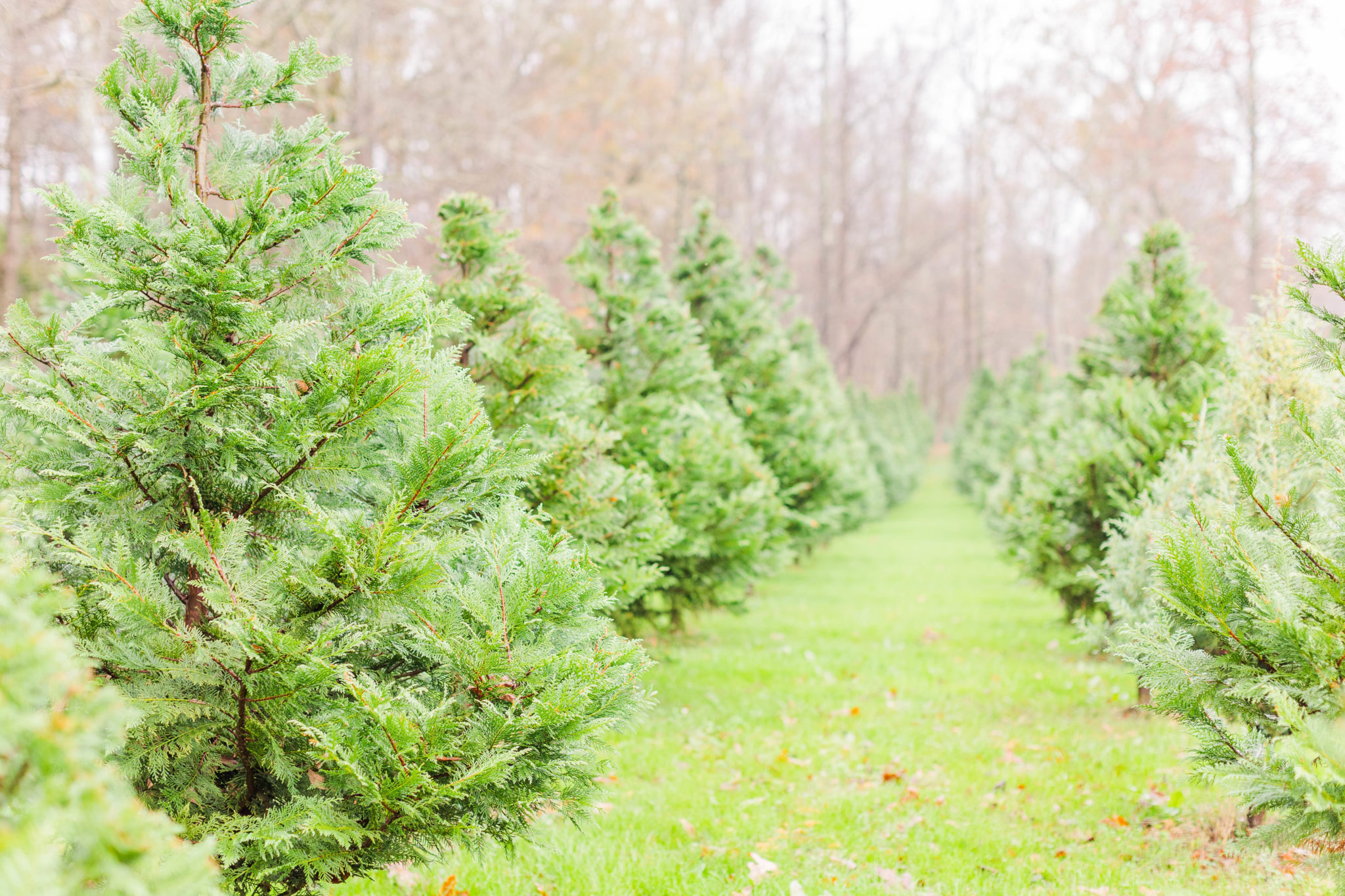 Chattanooga Tree Farm Minis 2022 | LaFayette Christmas Tree Farm ...